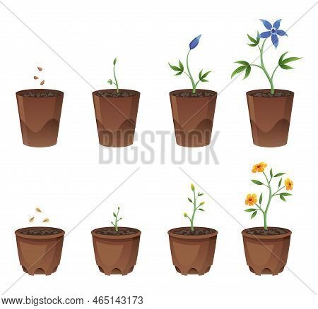 Flower Growth Stages Vector & Photo (Free Trial) | Bigstock