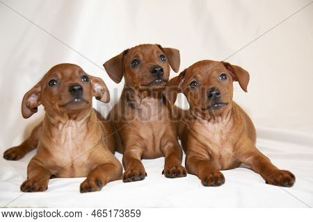 Cute Puppies Three One Image & Photo (Free Trial) | Bigstock