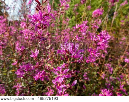 Lythrum Virgatum ' Image & Photo (Free Trial) | Bigstock