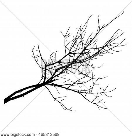 Bare Tree Branch Vector