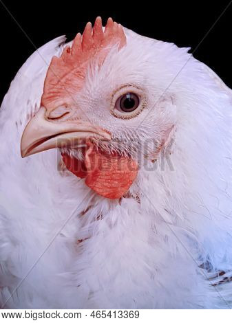 Broiler Chicken Breed Image & Photo (Free Trial) | Bigstock