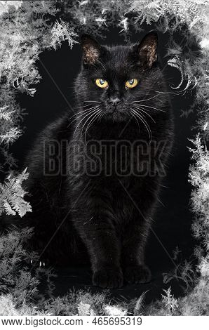 Black Cat Front Black Image & Photo (Free Trial) | Bigstock