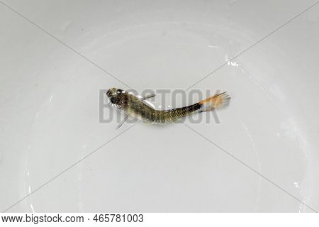 Guppy Fish Died Due Image & Photo (Free Trial) | Bigstock