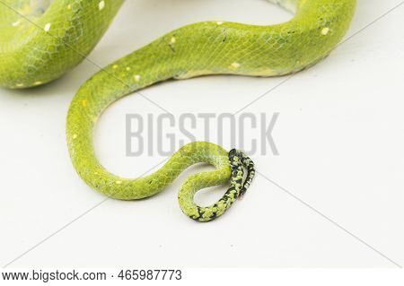 Green Tree Python Image & Photo (Free Trial) | Bigstock