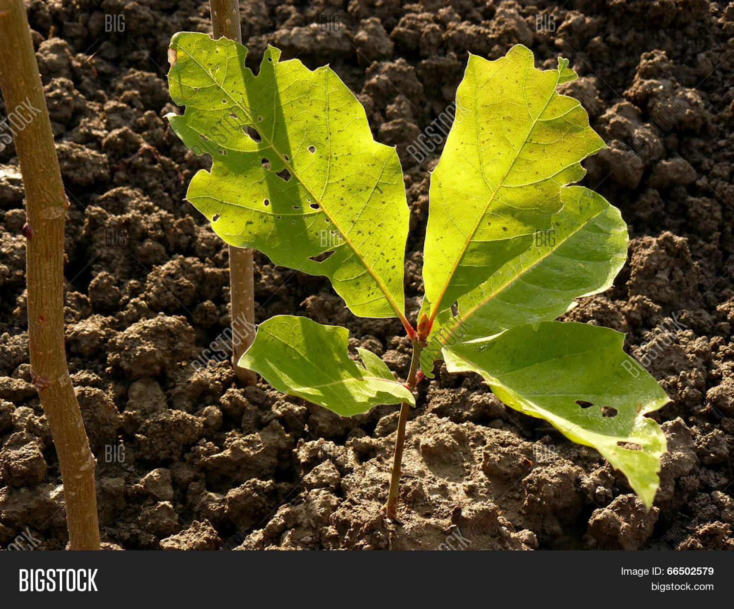 Red Oak Tree Sapling Image & Photo (Free Trial) | Bigstock