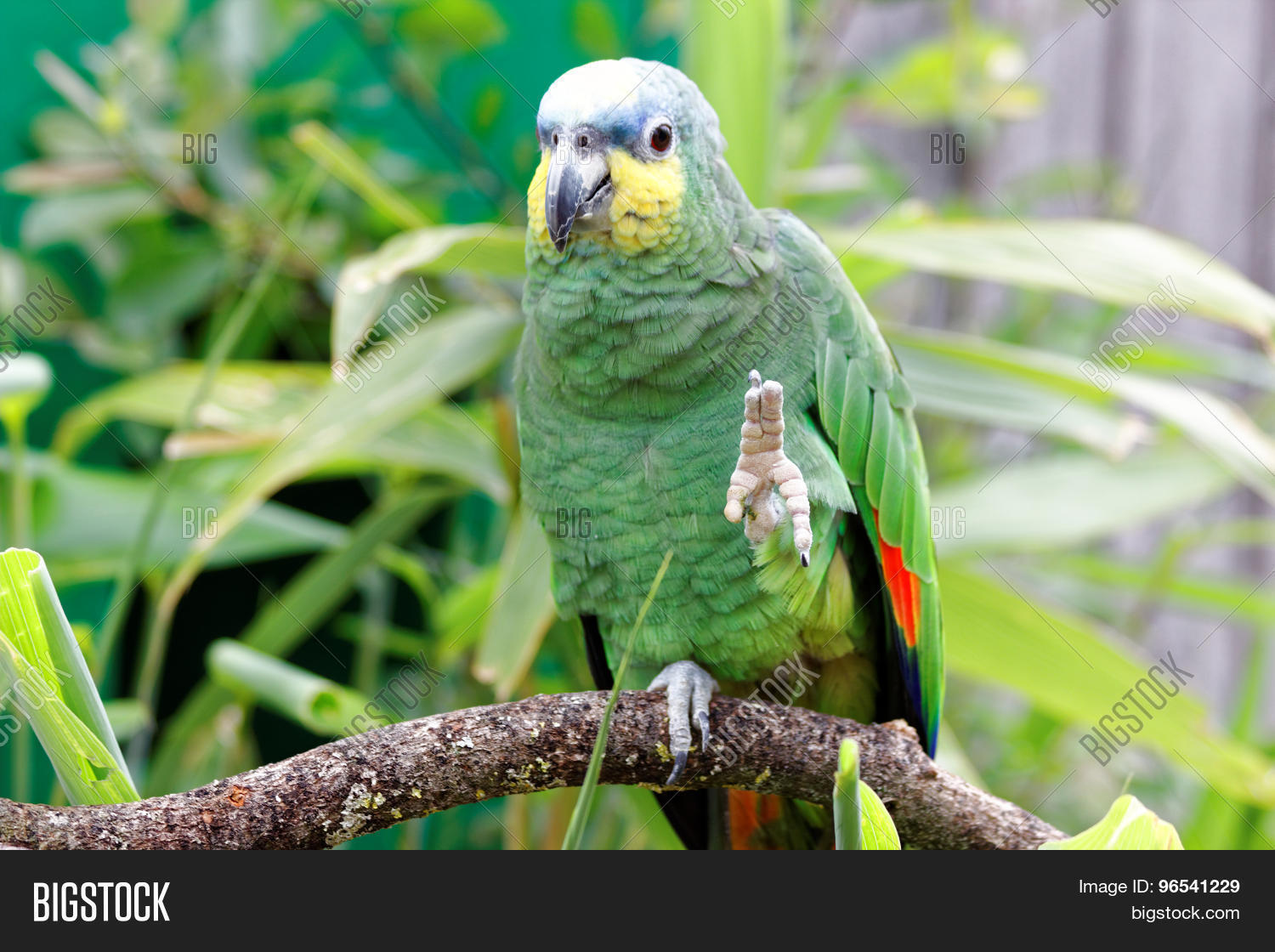Parrot Waving Image & Photo (Free Trial) | Bigstock