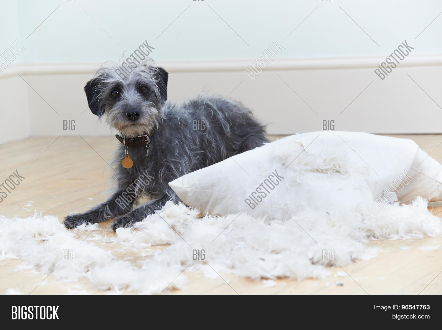 Badly Behaved Dog Image & Photo (Free Trial) | Bigstock