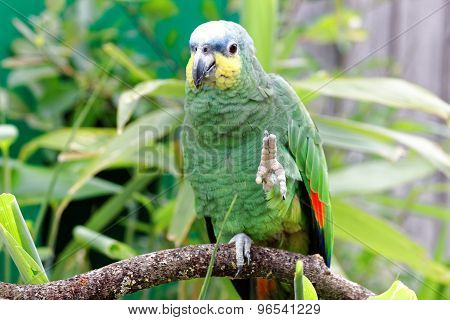 Parrot Waving Image & Photo (Free Trial) | Bigstock