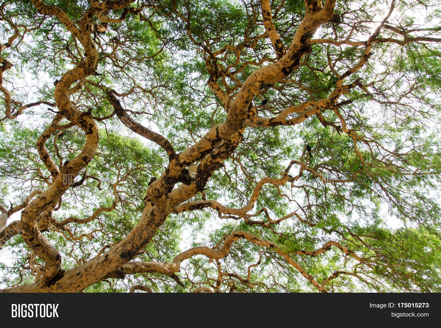 Twisted Branches Image & Photo (Free Trial) | Bigstock