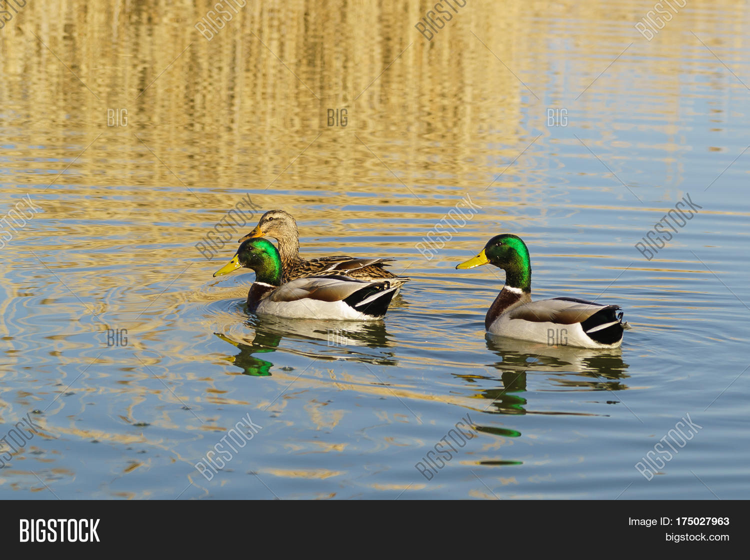 Duck Two Drake (female Image & Photo (Free Trial) | Bigstock