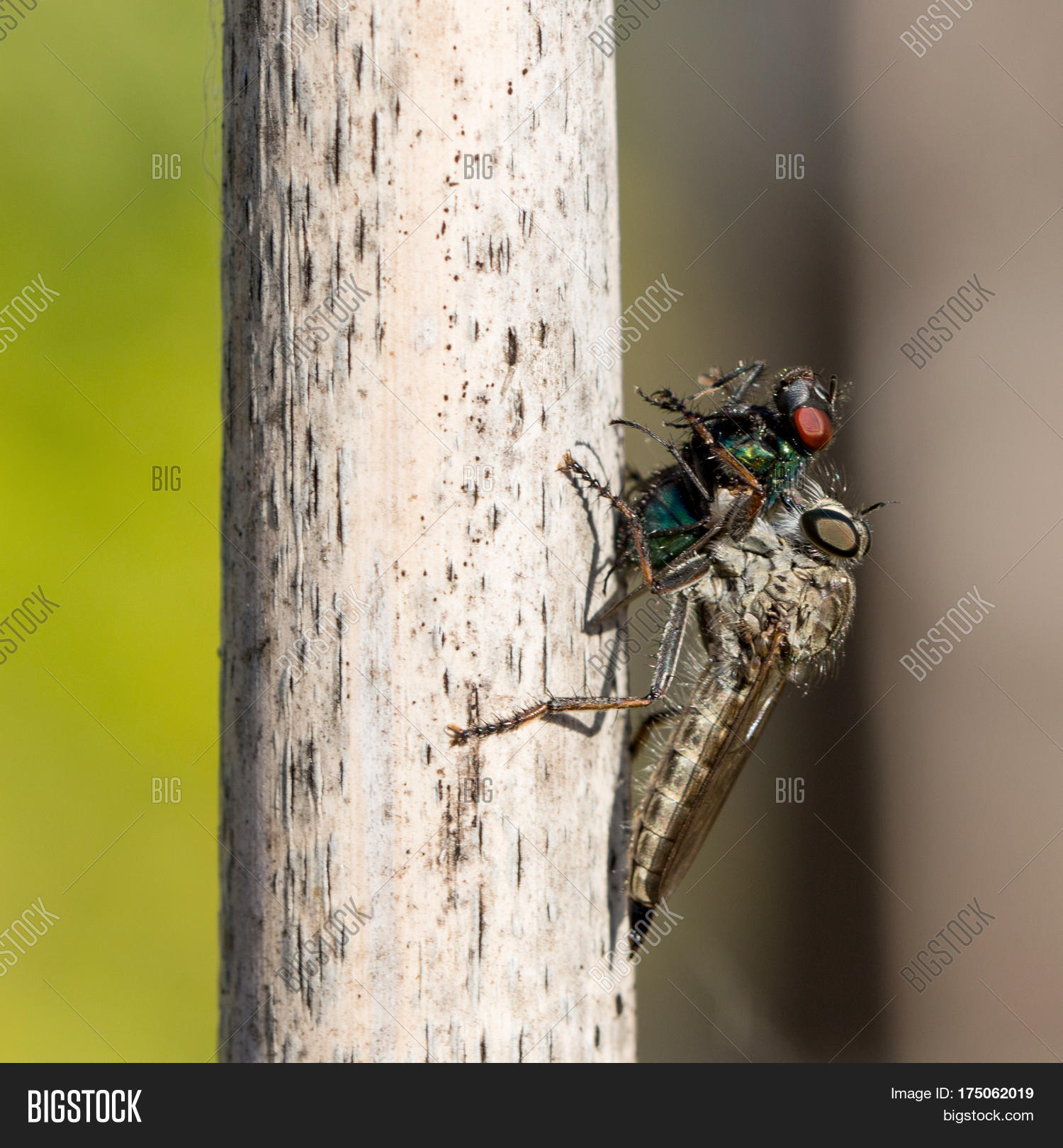 Closeup Insect Catched Image & Photo (Free Trial) | Bigstock