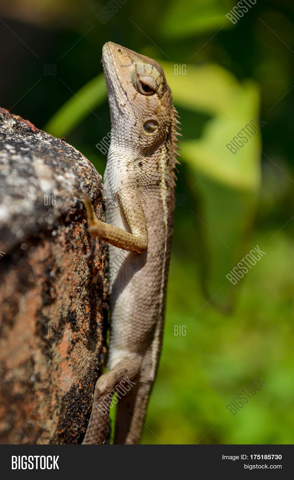 Chameleon Disguise Image & Photo (Free Trial) | Bigstock