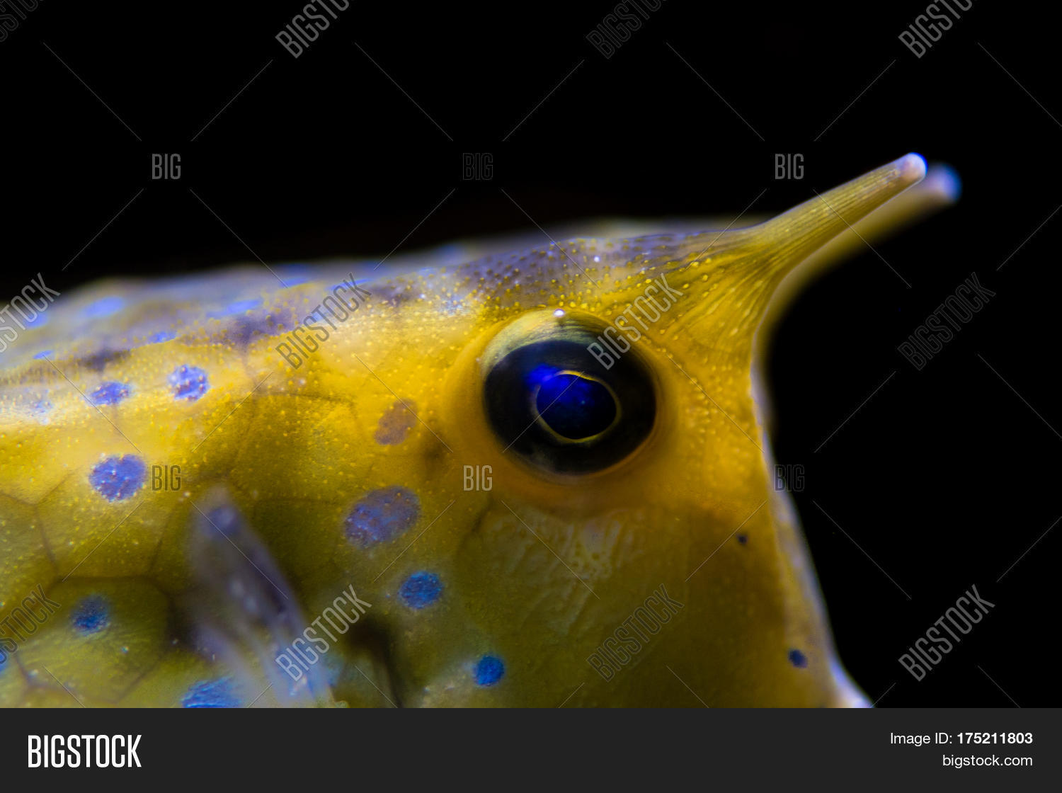 Longhorn Cowfish ( Image & Photo (Free Trial) | Bigstock