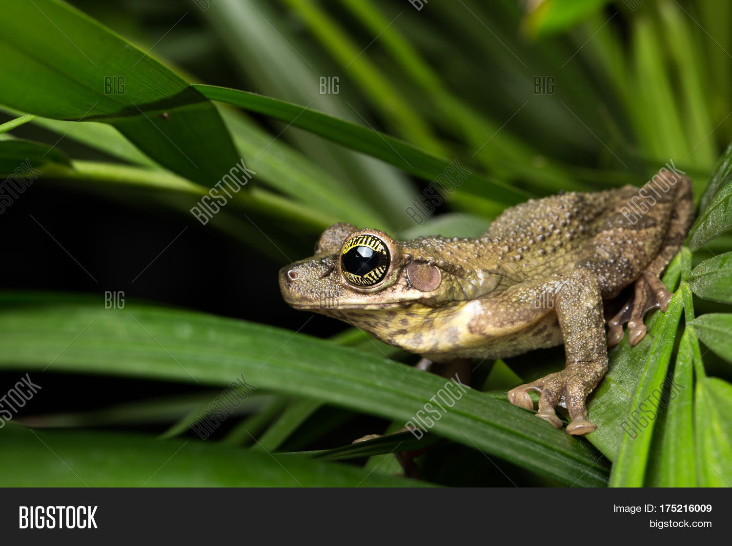 Osteocephalus Taurinus Image & Photo (Free Trial) | Bigstock