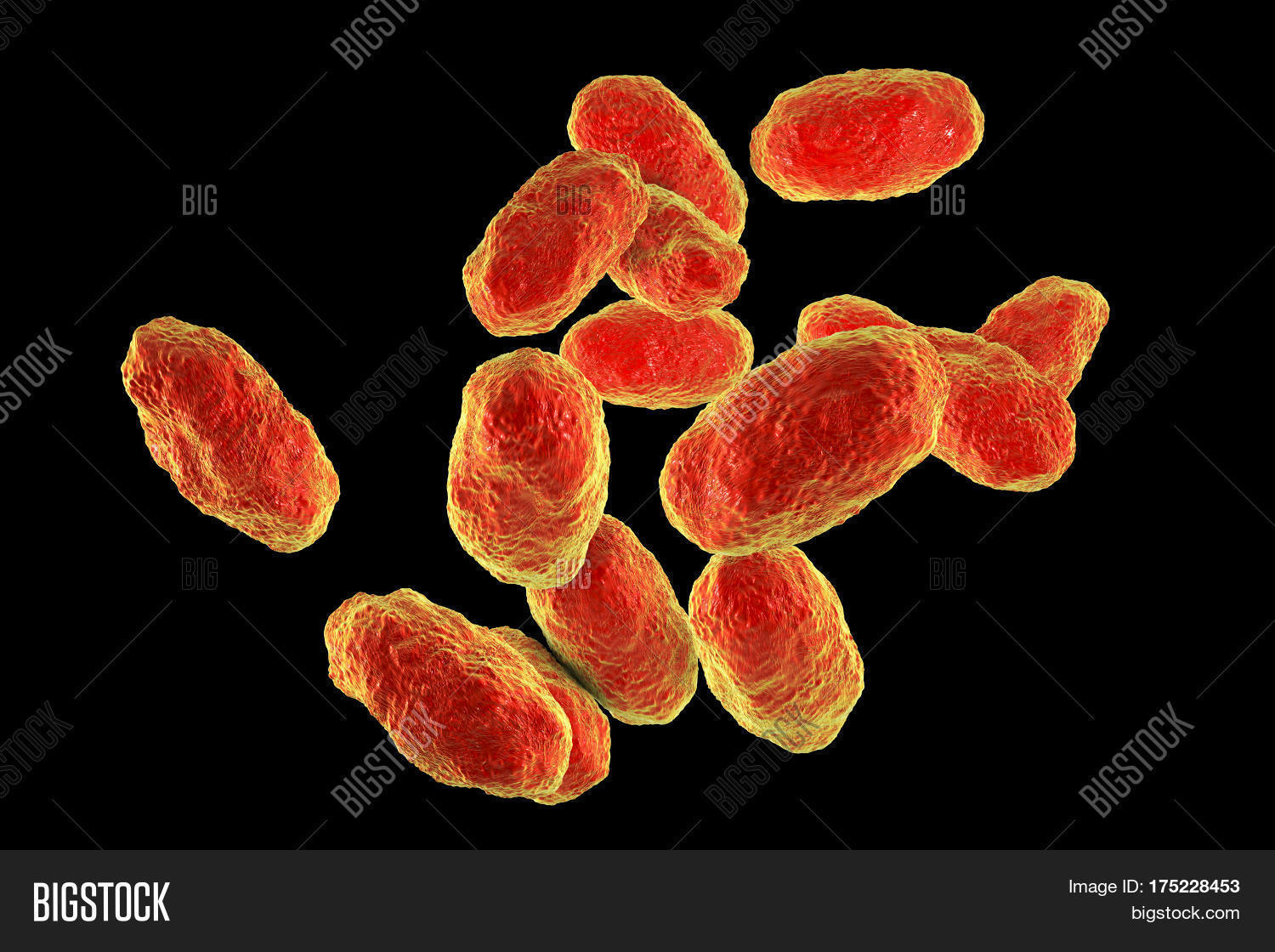 Haemophilus Influenzae Image & Photo (Free Trial) | Bigstock