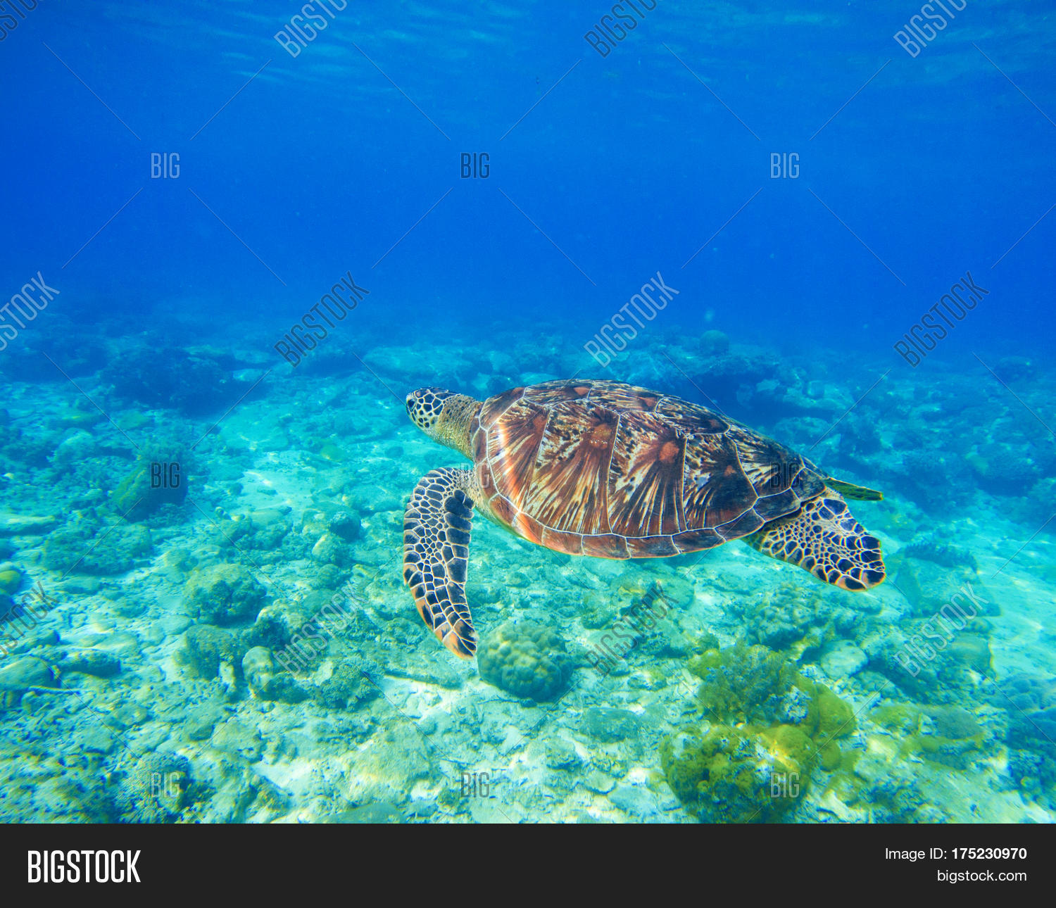 Wild Sea Turtle Water Image & Photo (Free Trial) | Bigstock