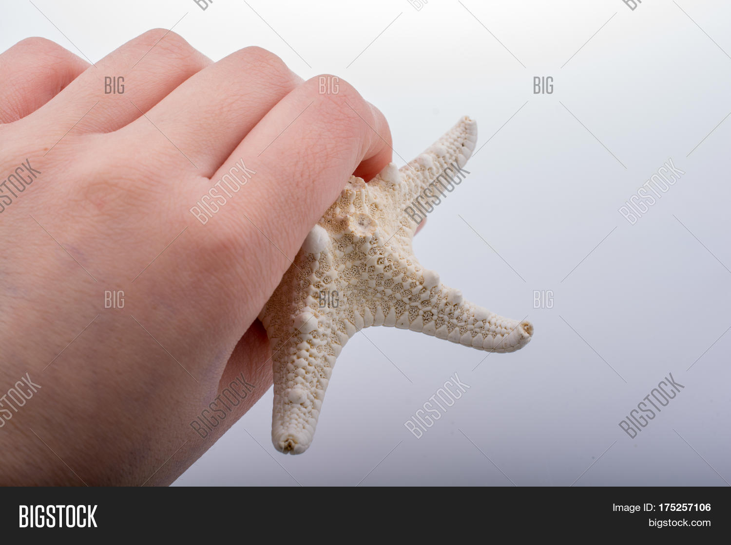 Hand Holding Starfish Image & Photo (Free Trial) | Bigstock
