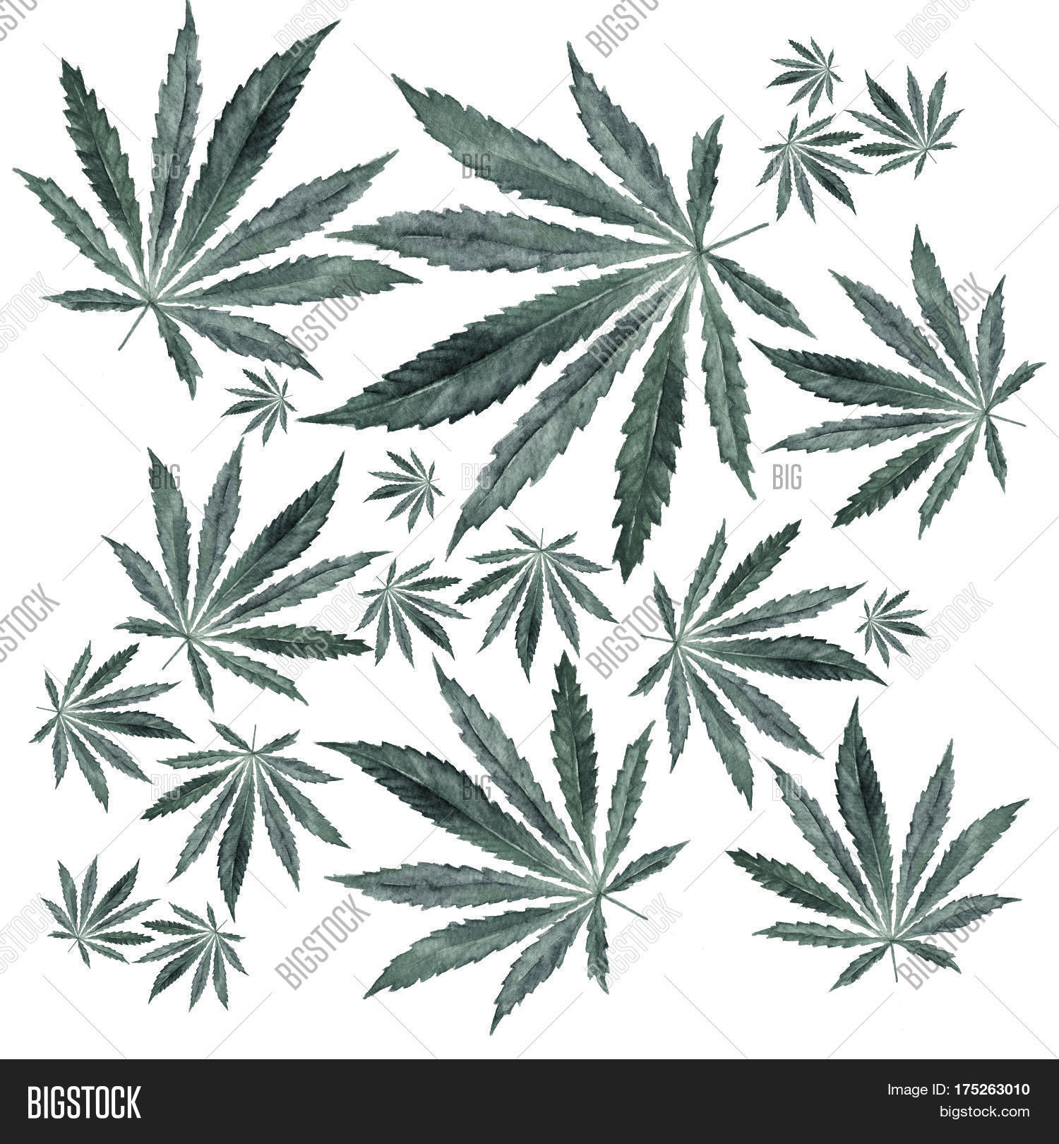Gray Cannabis Leaves Image & Photo (Free Trial) | Bigstock