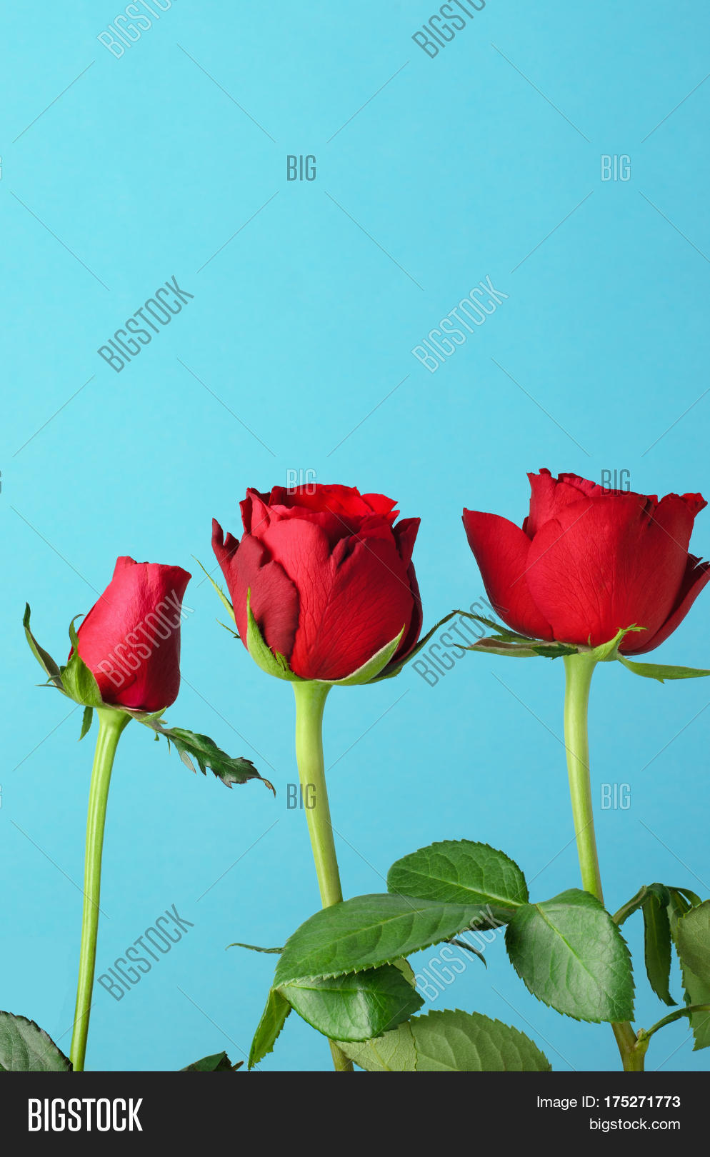 Three Individual Red Image & Photo (Free Trial) | Bigstock