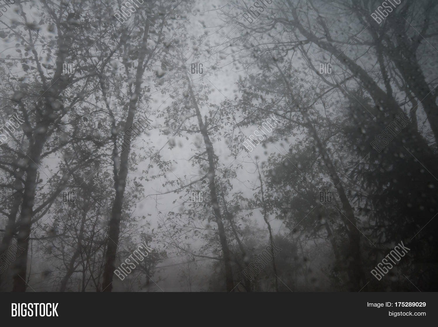 Trees Dew Drop On Image & Photo (Free Trial) | Bigstock