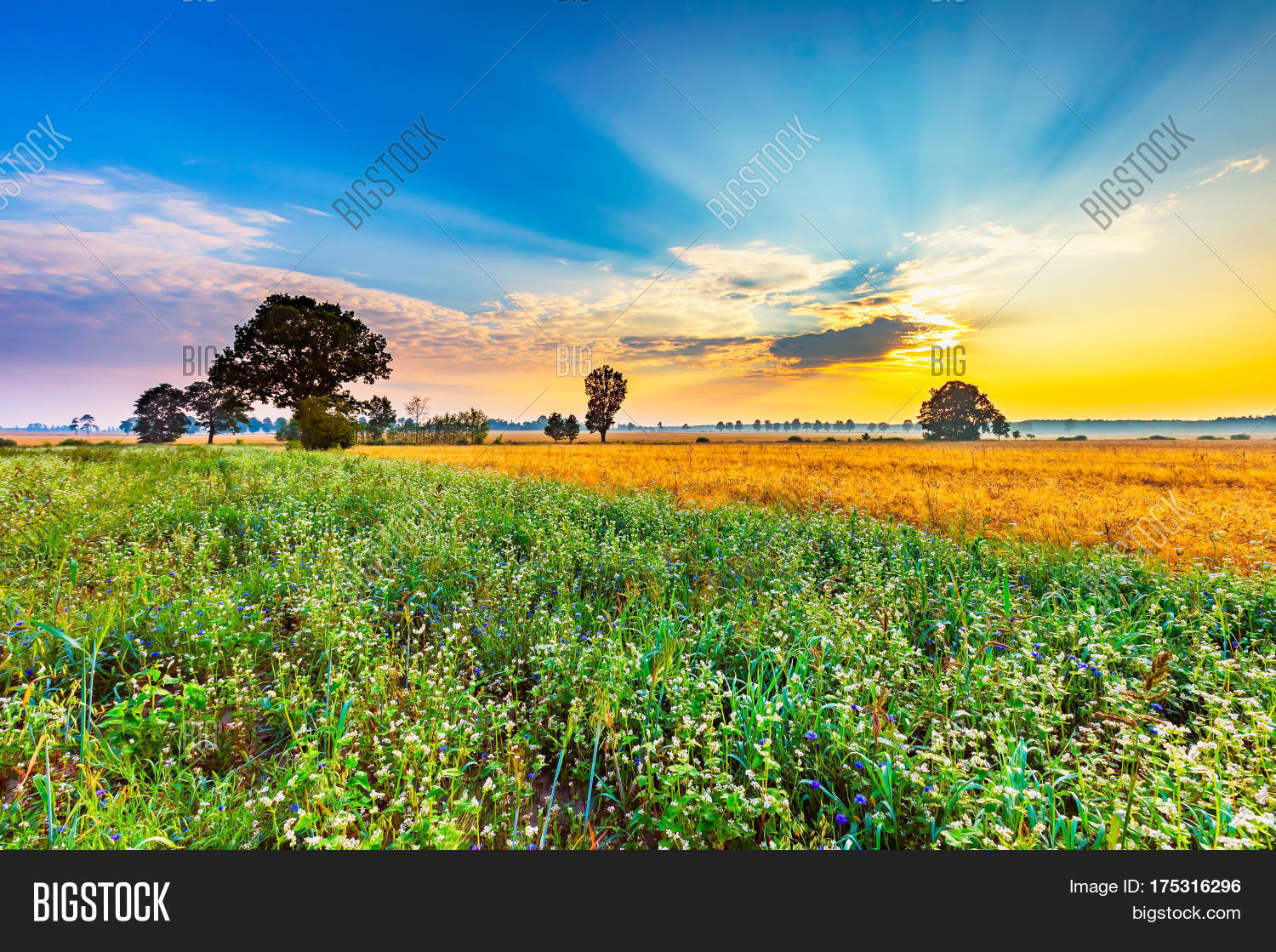 Summer Morning Image & Photo (Free Trial) | Bigstock