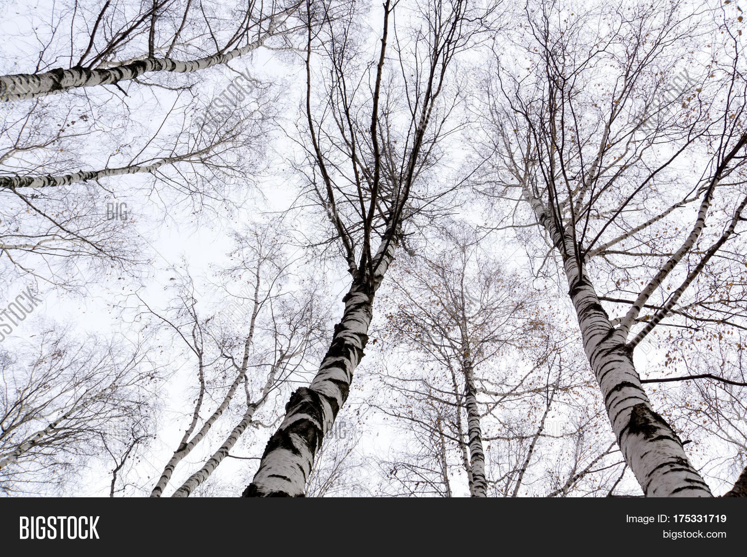 Tree Branches Without Image & Photo (Free Trial) | Bigstock