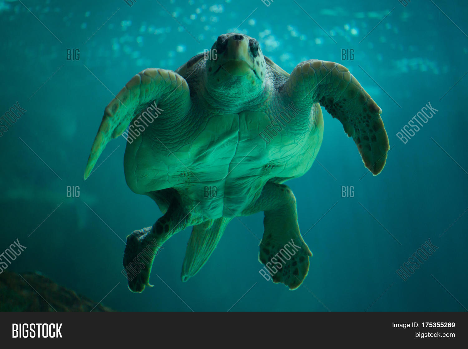 Loggerhead Sea Turtle Image & Photo (Free Trial) | Bigstock