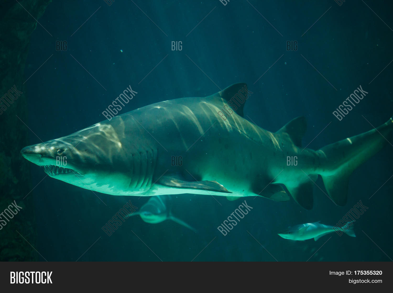 Sand Tiger Shark ( Image & Photo (Free Trial) | Bigstock