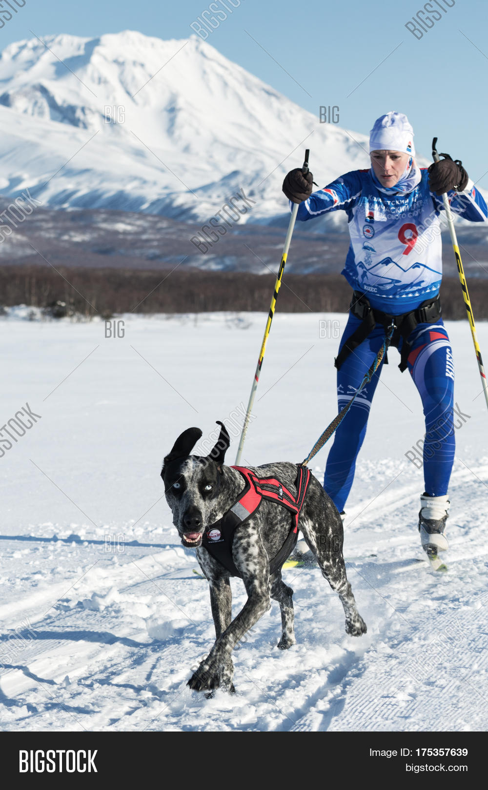 Skijor Races On Image & Photo (Free Trial) | Bigstock