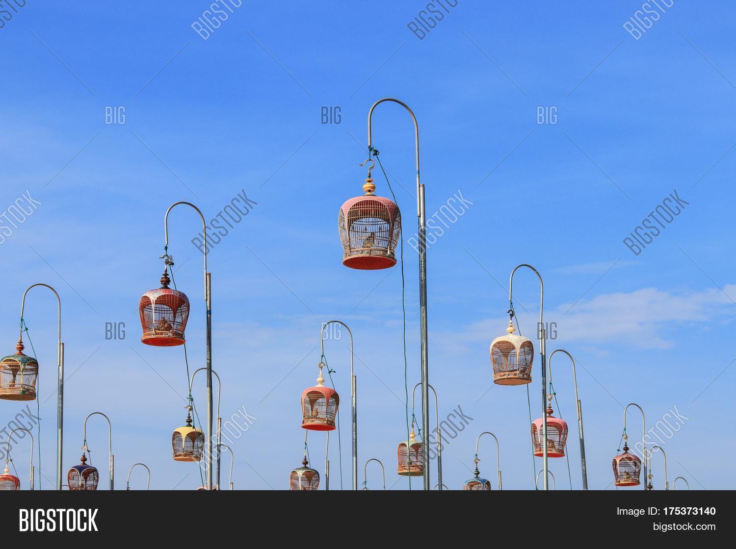 Zebra Dove (Geopelia Image & Photo (Free Trial) | Bigstock