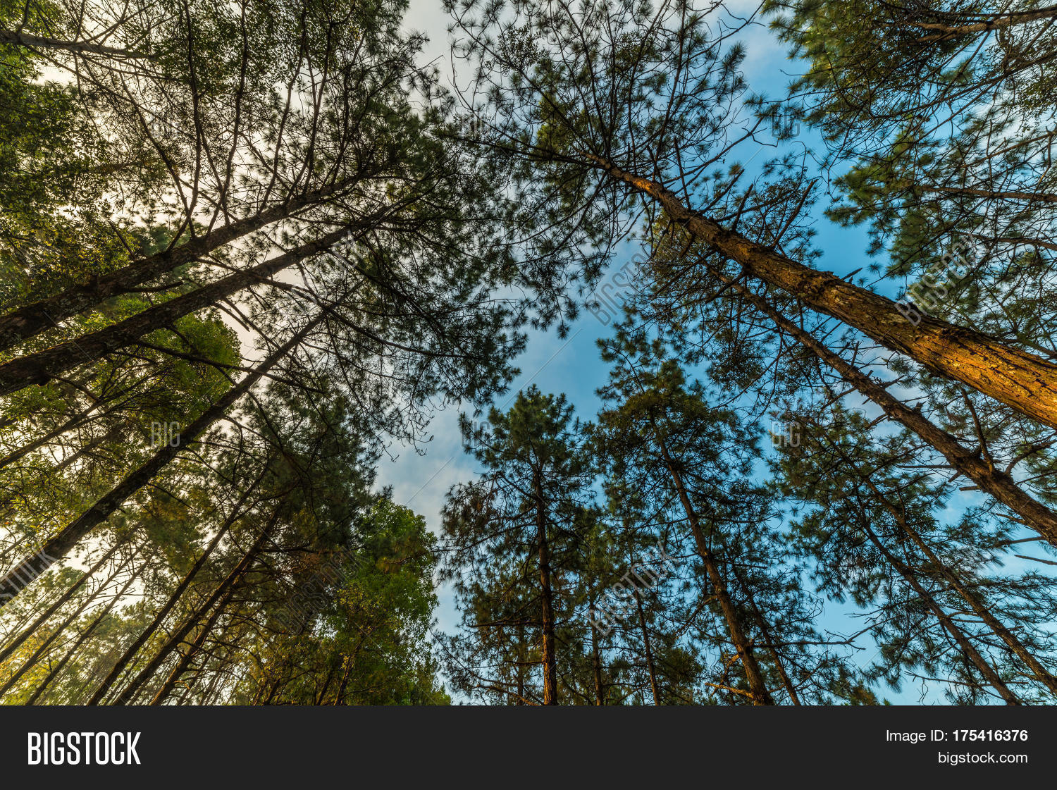 Group Pine Trees Image & Photo (Free Trial) | Bigstock