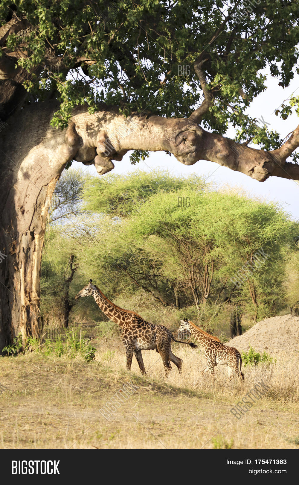 Giraffe Her Baby Walk Image & Photo (Free Trial) | Bigstock