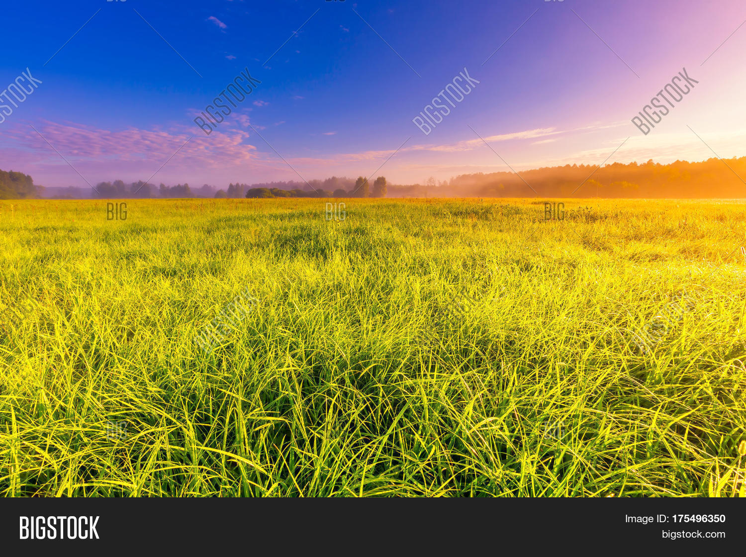 Mysterious Hazy Meadow Image & Photo (Free Trial) | Bigstock