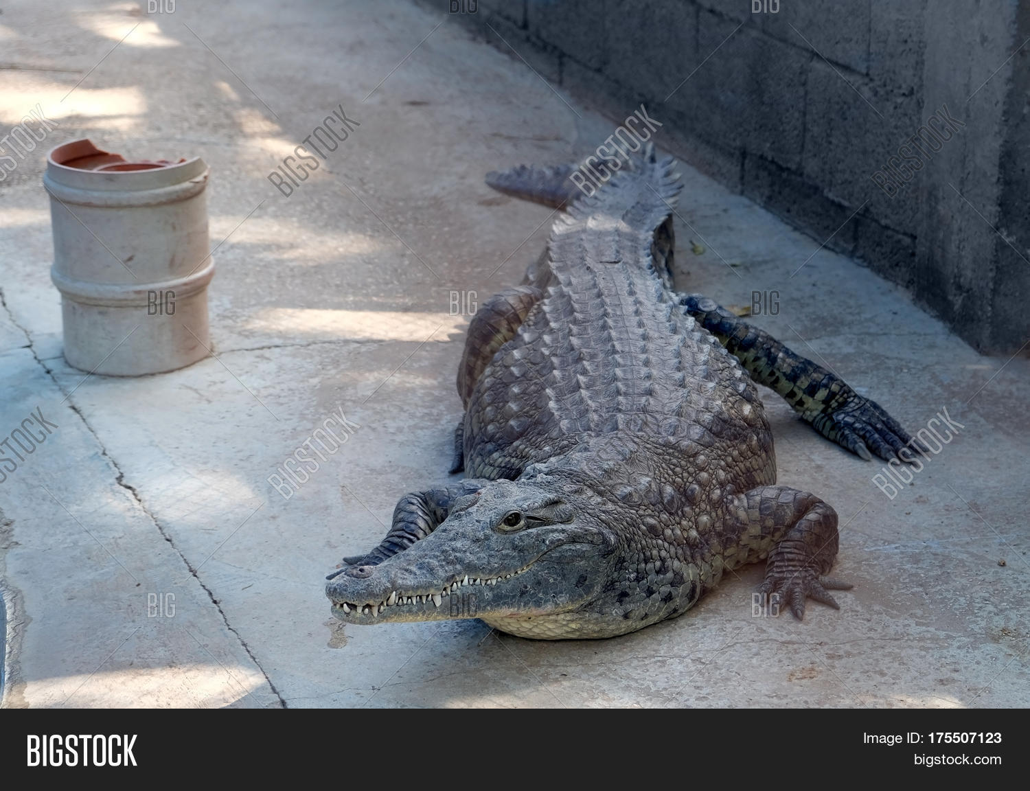 Nile Crocodile Cage ( Image & Photo (Free Trial) | Bigstock