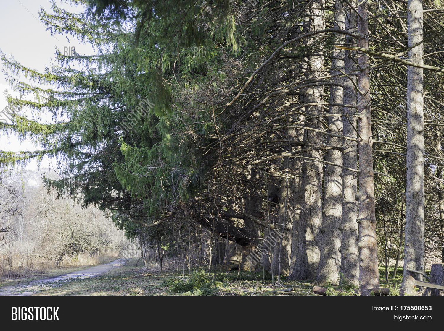 Mature Tall Pine Trees Image & Photo (Free Trial) | Bigstock