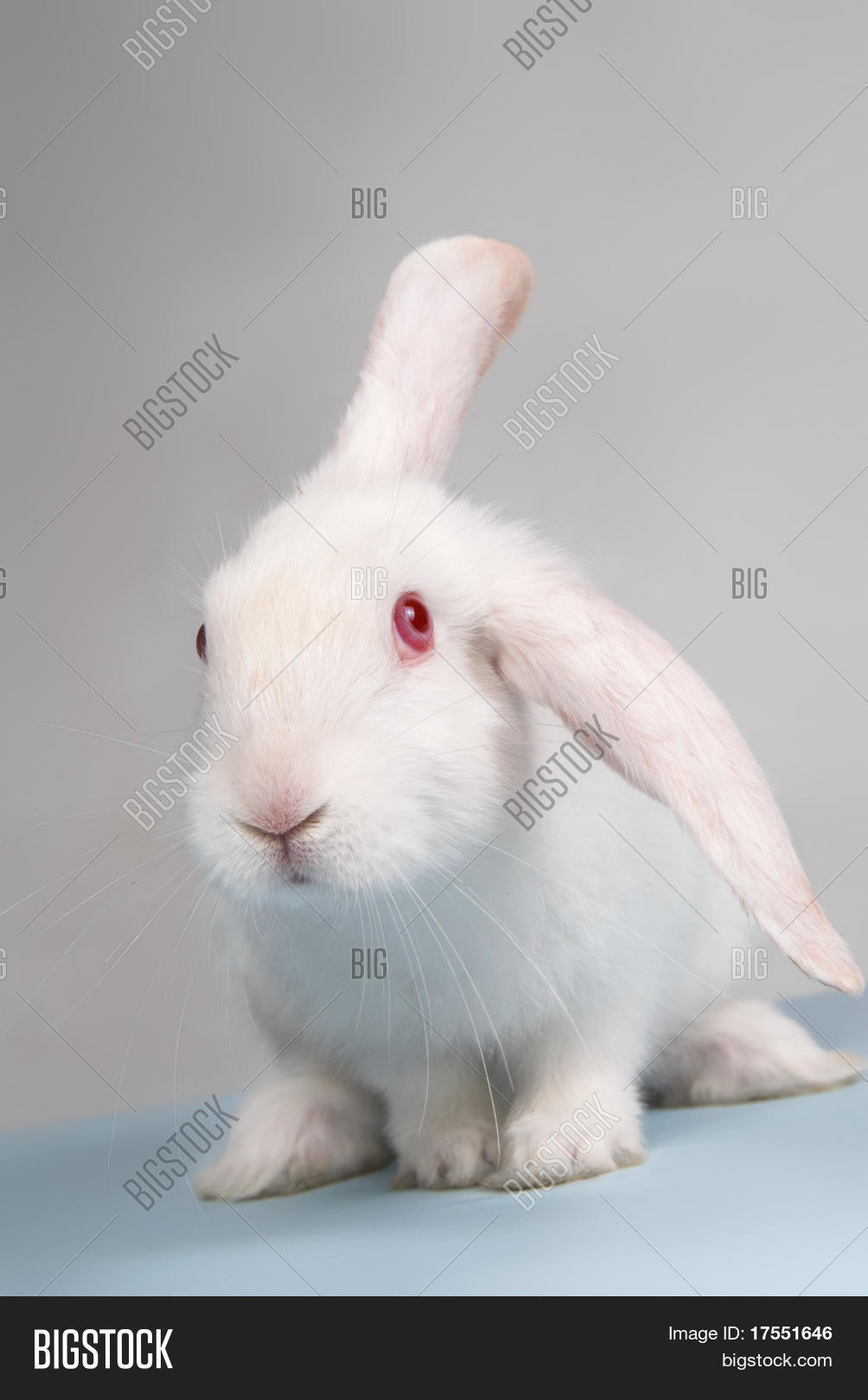 Long-eared White Image & Photo (Free Trial) | Bigstock