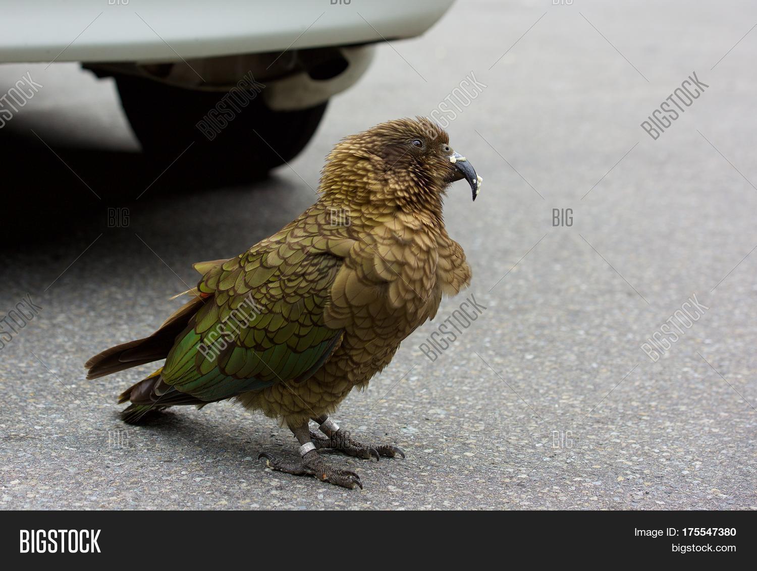 Kea Bird Portrait Image & Photo (Free Trial) | Bigstock