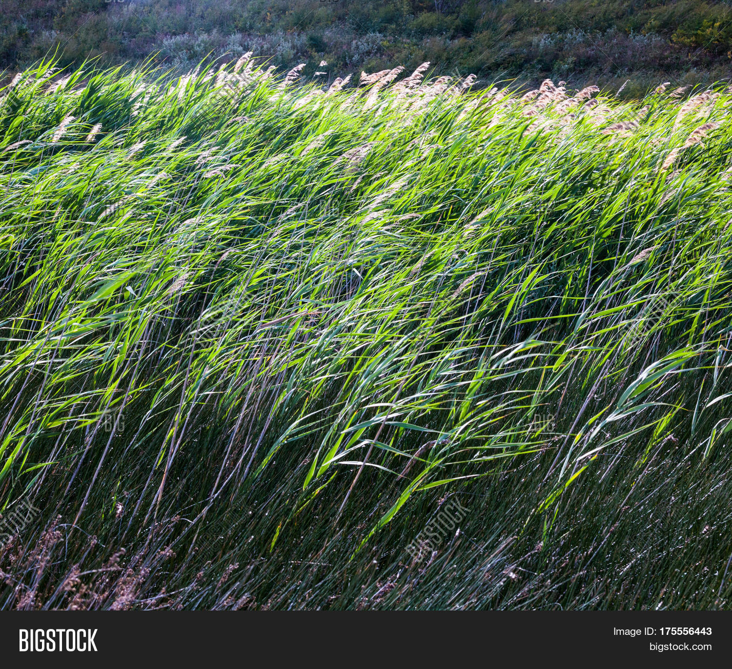 Tall Grass Field Sunny Image & Photo (Free Trial) | Bigstock