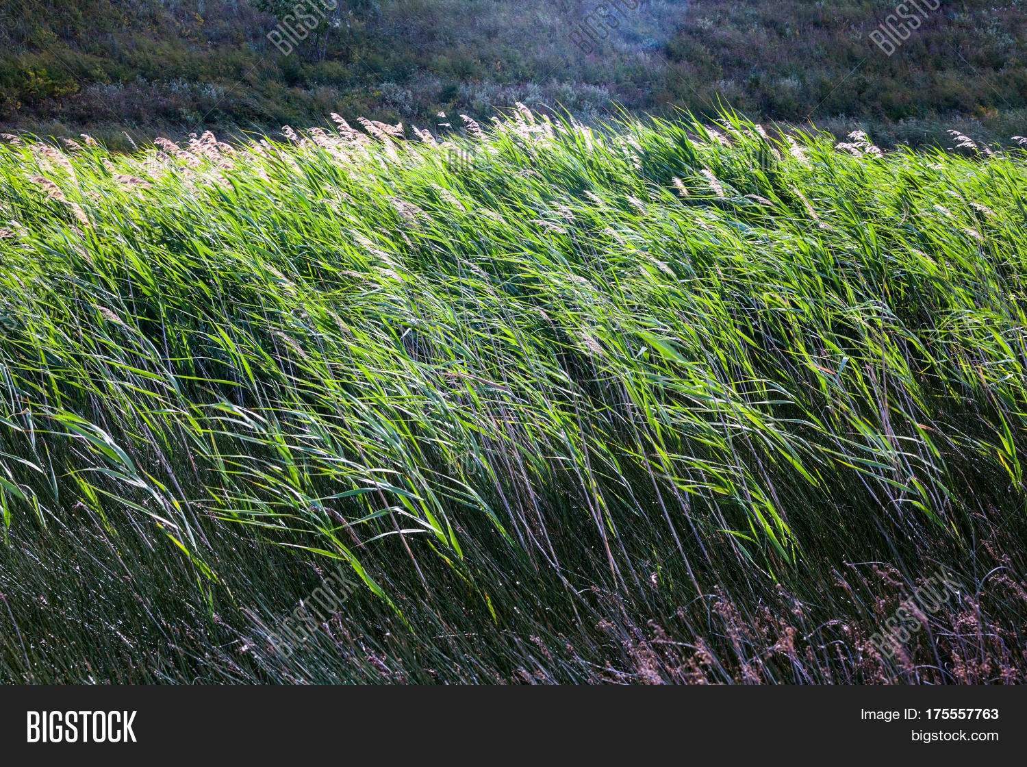 Tall Grass Field Sunny Image & Photo (Free Trial) | Bigstock