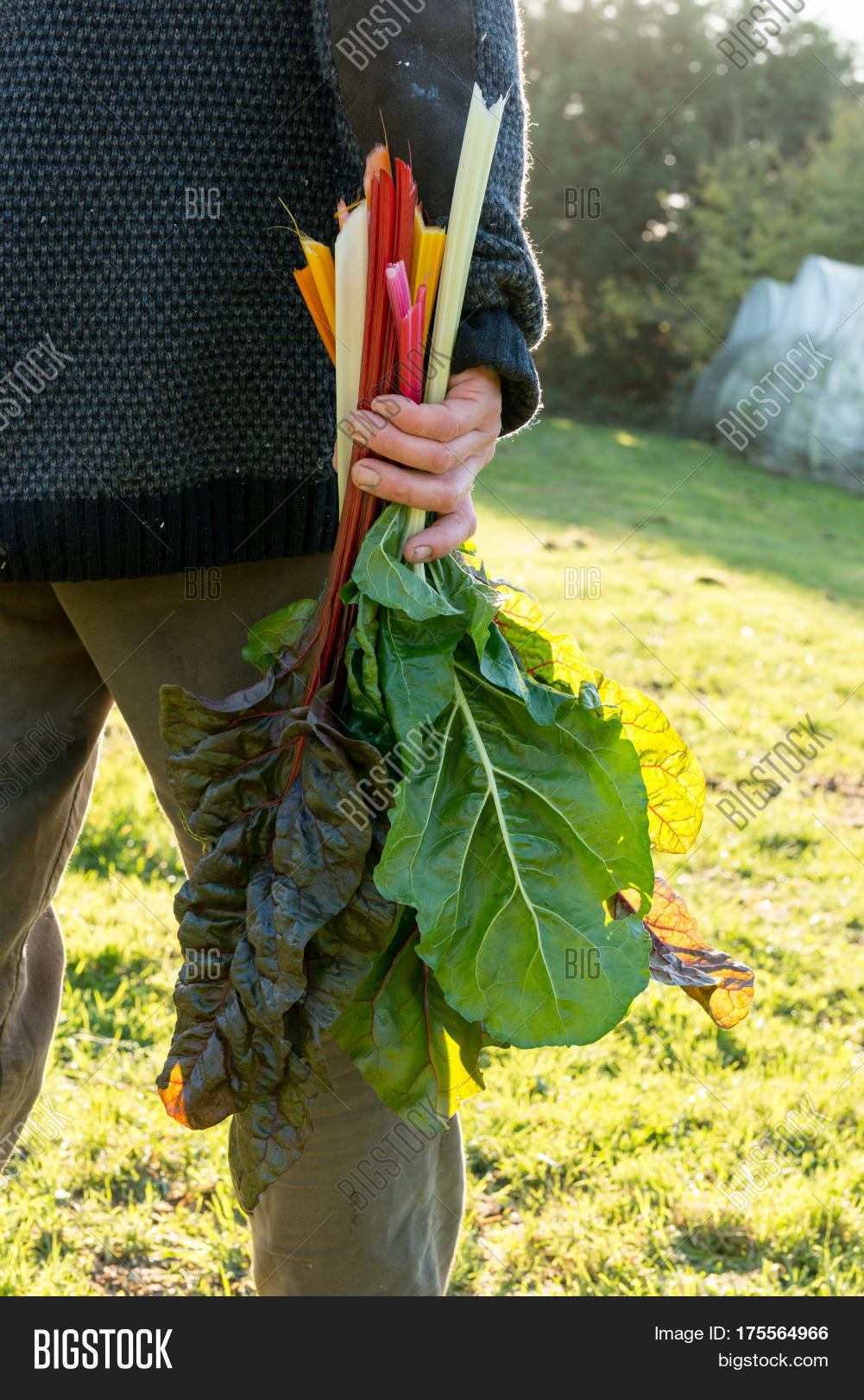 Bunch Swiss Chard Image & Photo (Free Trial) | Bigstock