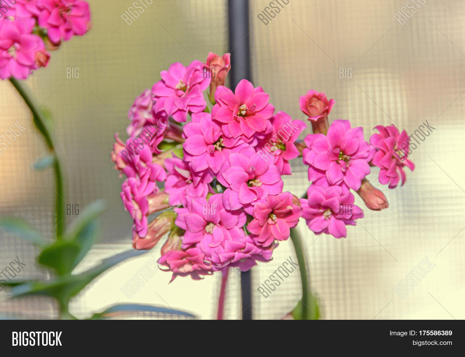 Pink Calandiva Flowers Image & Photo (Free Trial) | Bigstock