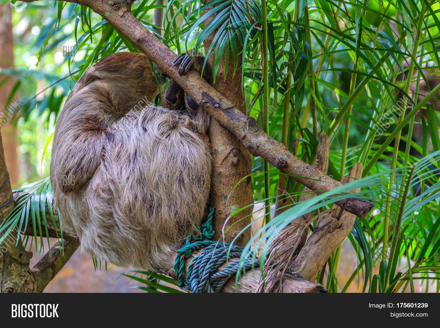 Three-toed Sloth Image & Photo (Free Trial) | Bigstock
