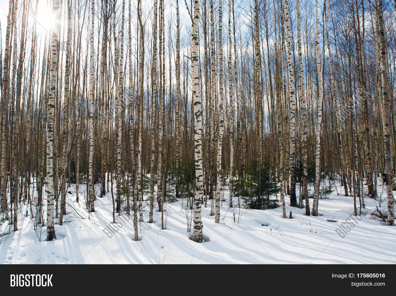Forest, Birch, Spring Image & Photo (Free Trial) | Bigstock