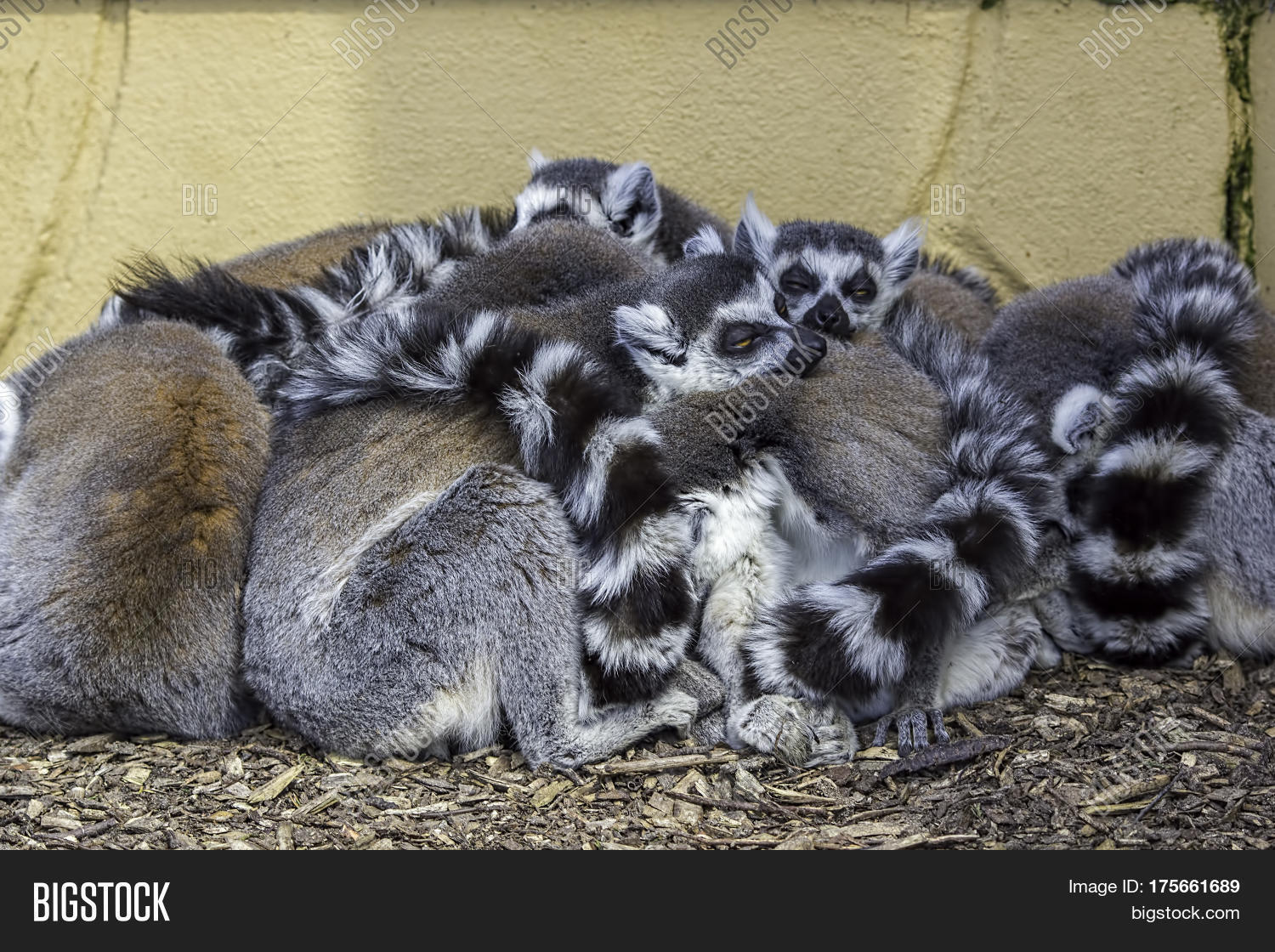 Animals Huddled Image & Photo (Free Trial) | Bigstock