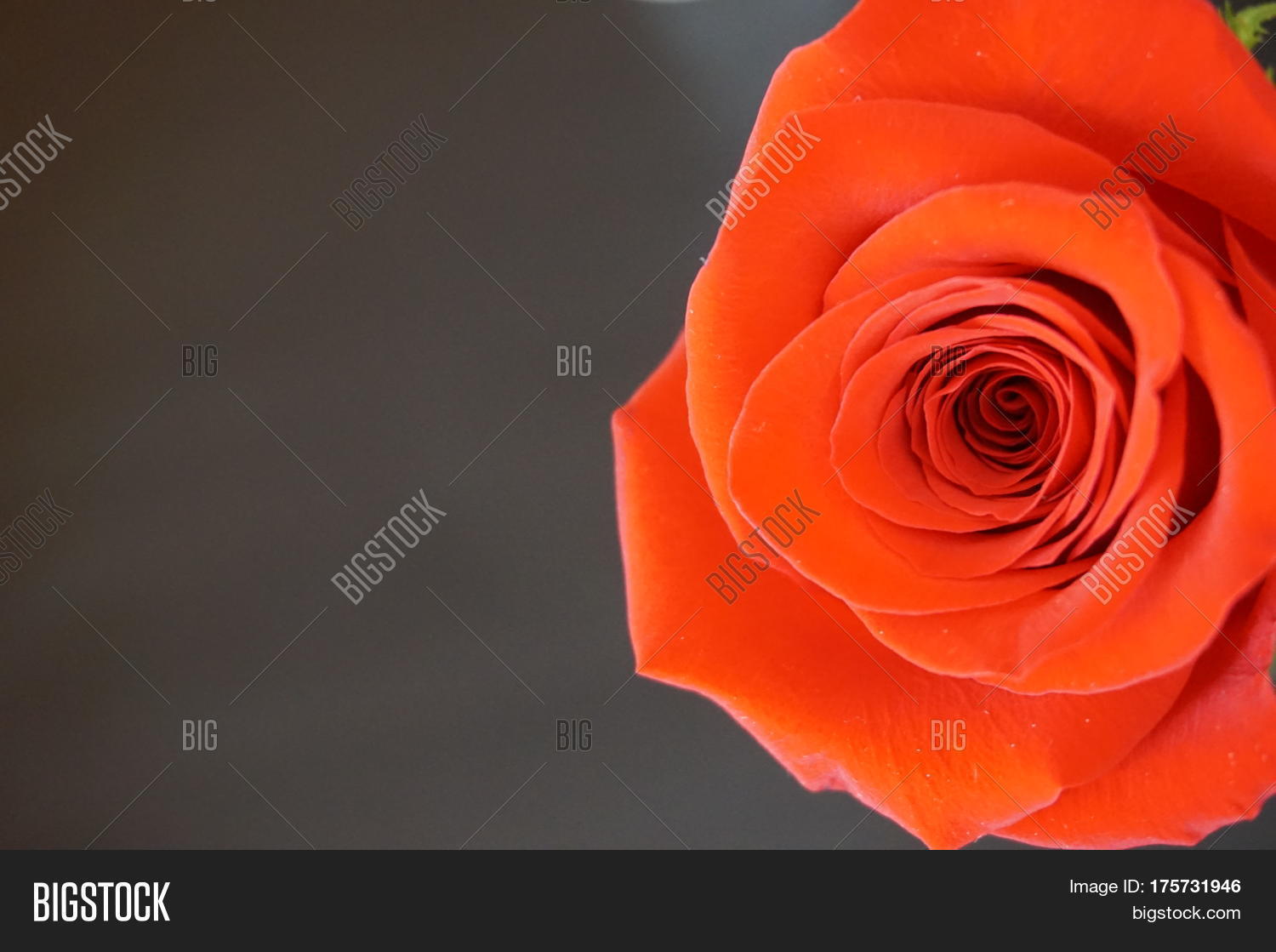 Big Red Roses Suitable Image & Photo (Free Trial) | Bigstock