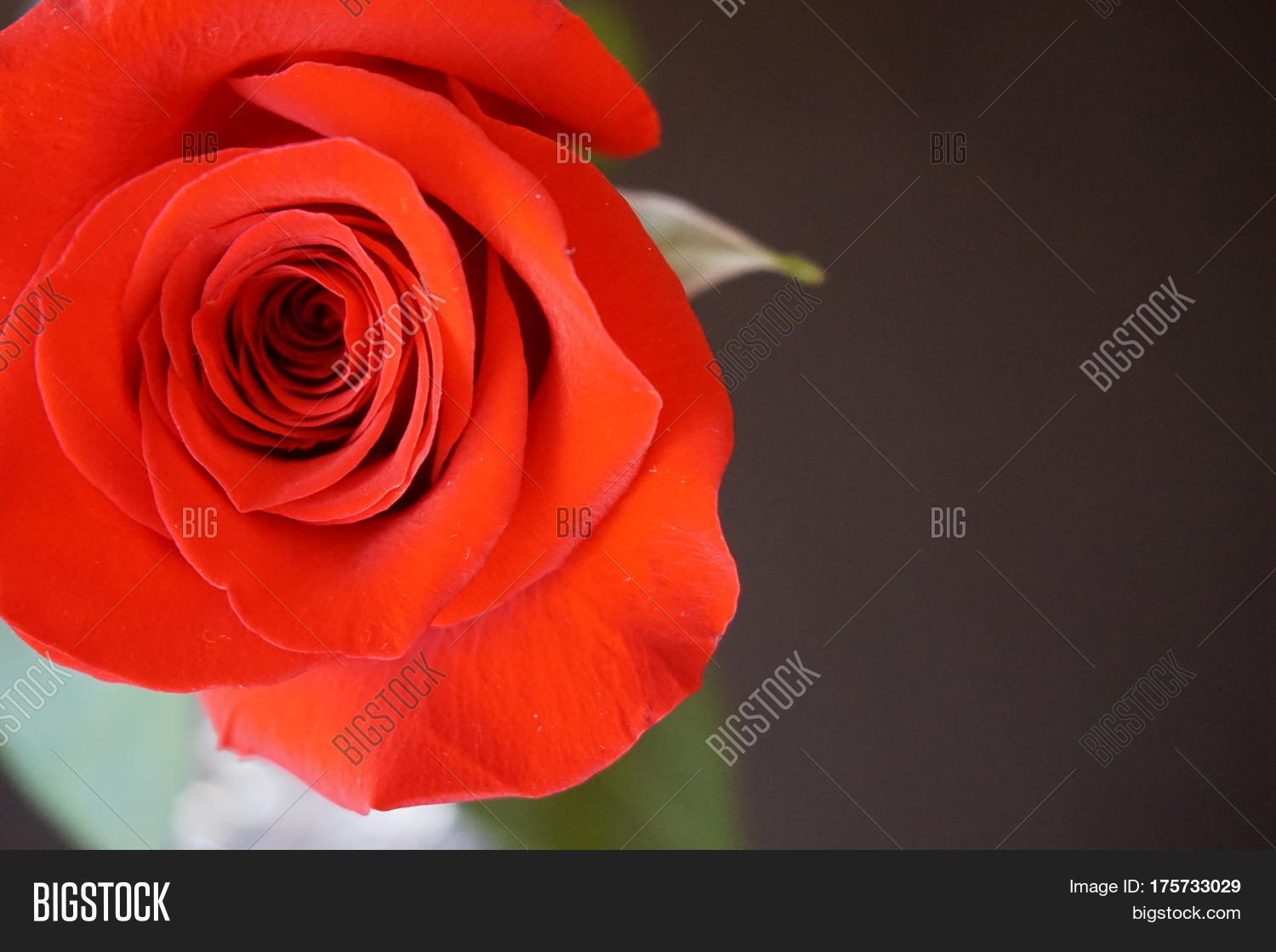 Big Red Roses Suitable Image & Photo (Free Trial) | Bigstock