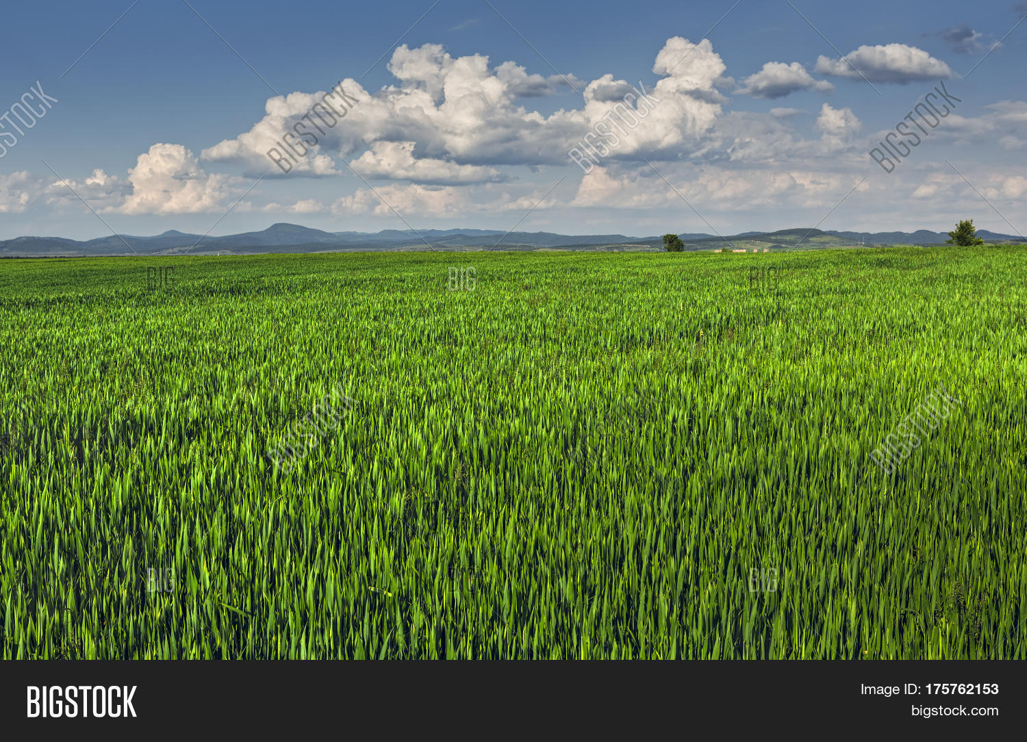 Green Wheatfield Image & Photo (Free Trial) | Bigstock