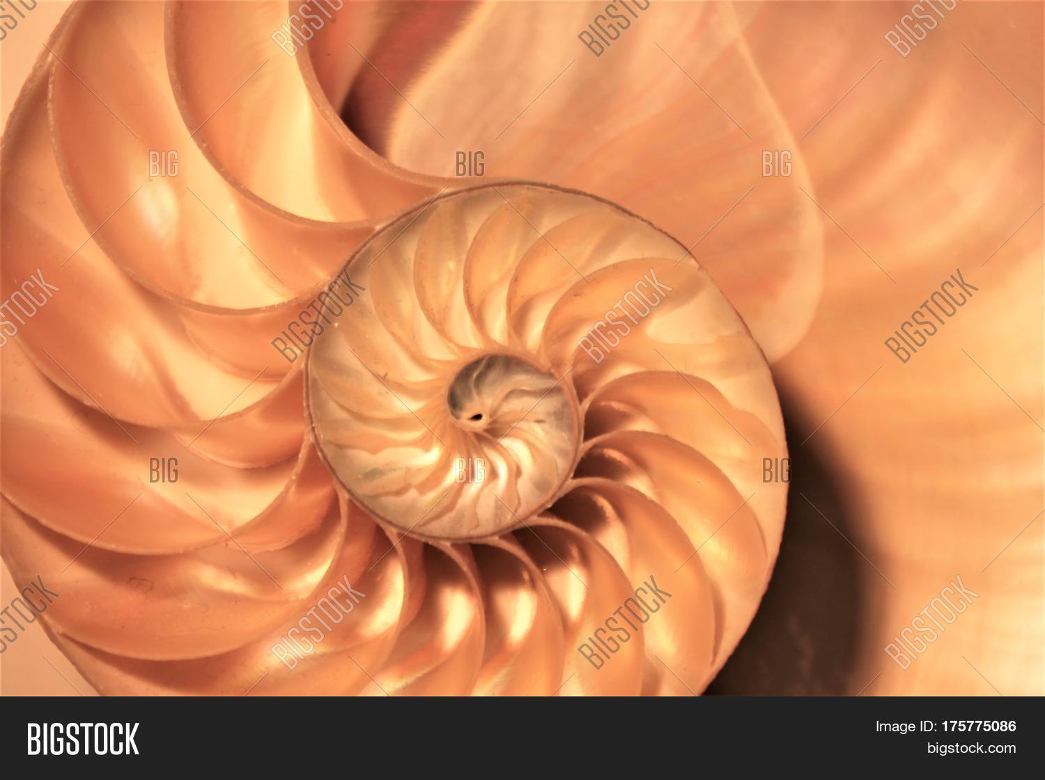 Nautilus Shell Image & Photo (Free Trial) | Bigstock