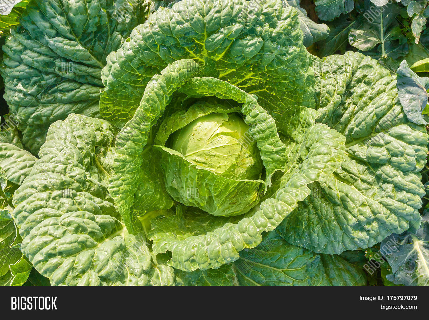Organic Cabbage. Fresh Image & Photo (Free Trial) | Bigstock