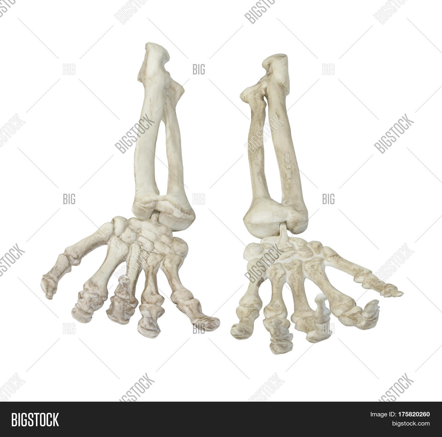 Skeleton Hands Palms Image & Photo (Free Trial) | Bigstock